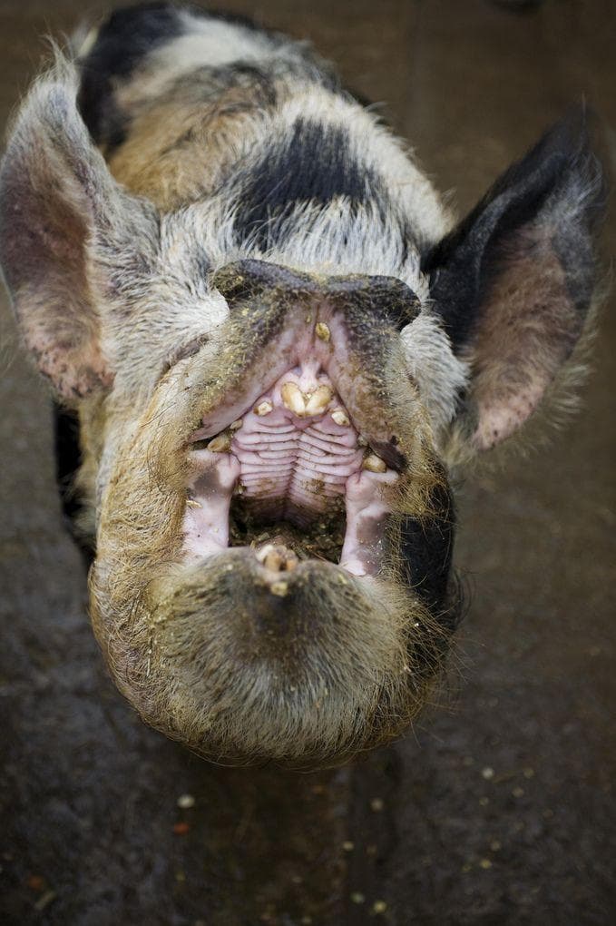 17 Fun Facts You Should Know About Pigs
