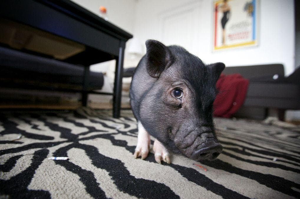 17 Fun Facts You Should Know About Pigs