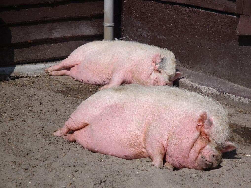 17 Fun Facts You Should Know About Pigs