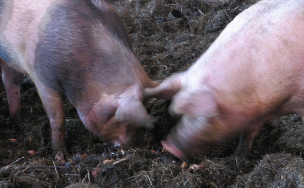 17 Fun Facts You Should Know About Pigs