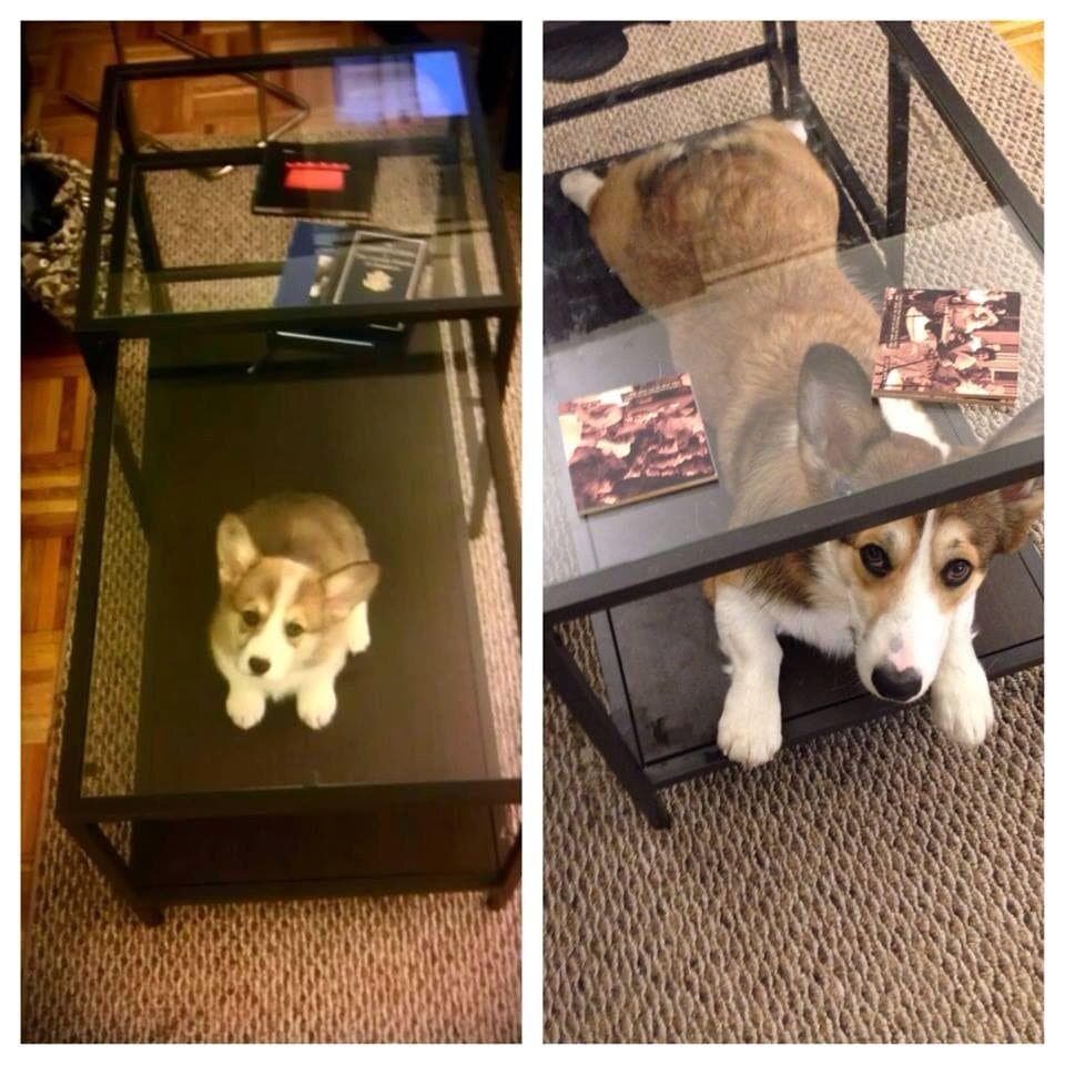 25 Animals Who Don't Know How Big They've Gotten