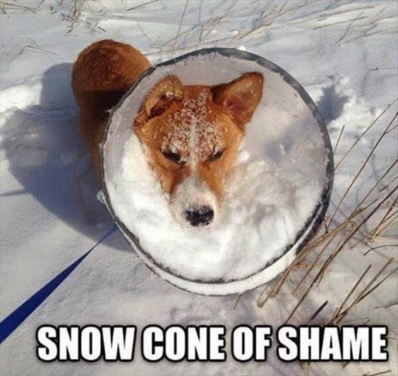 19 Animals Making the Most of Their Cones of Shame
