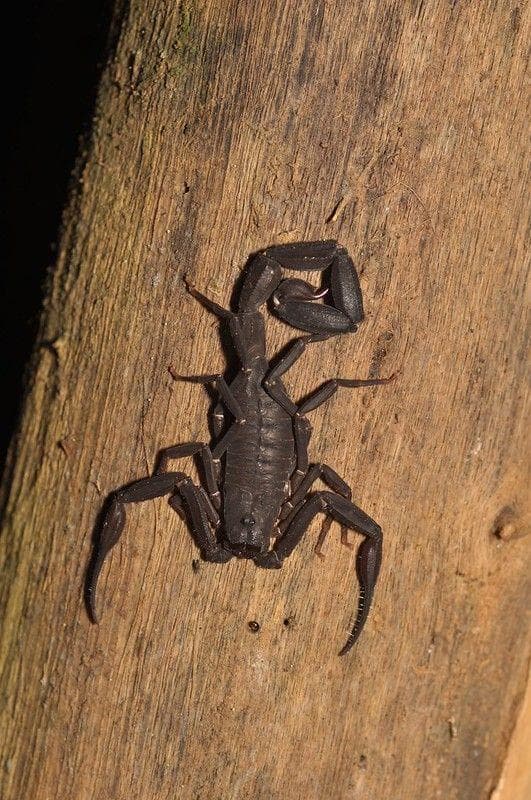 The 17 Most Iconic Siege Weapons in Human History