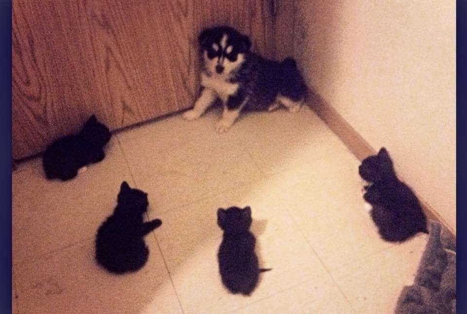 Funny Pictures of Dogs Scared of Cats