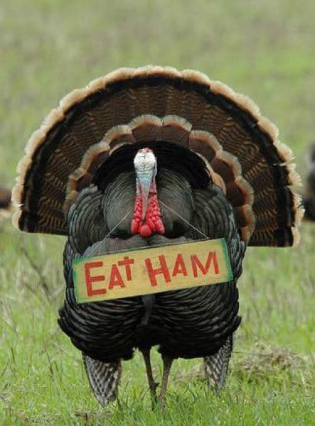 Grumpy Animals on Thanksgiving: Funny Animal Photos