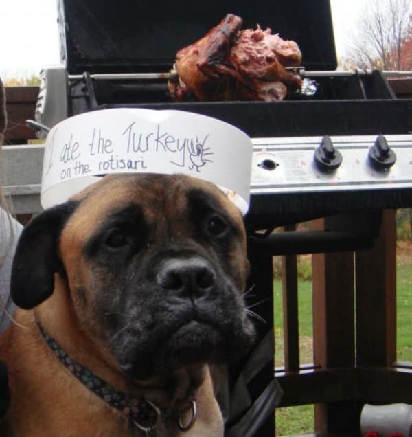 Thanksgiving Dog Shaming | Funny Photos of Dogs Being Shamed on ...