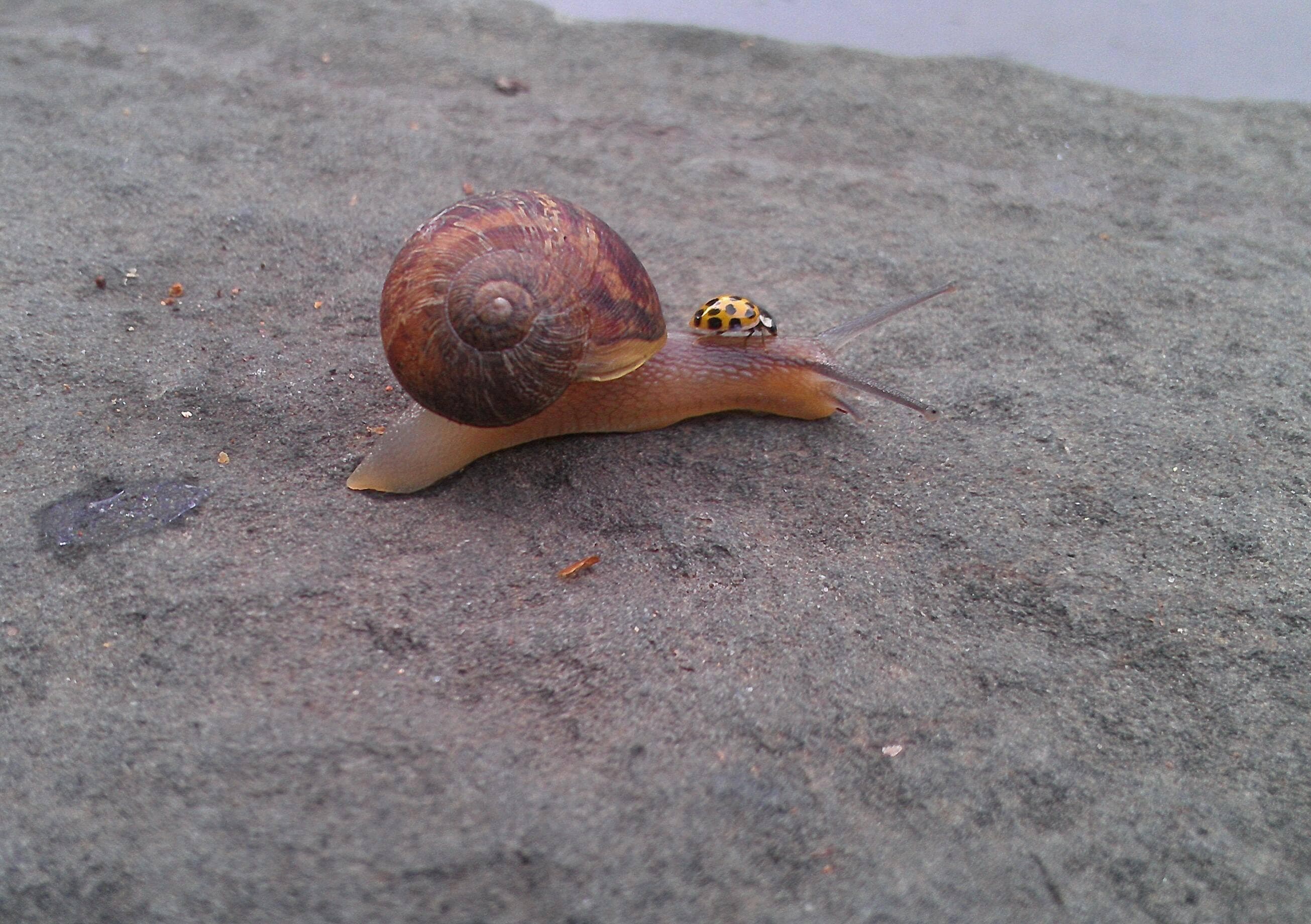 Animals Riding Other Animals | List of Animal Piggyback Rides