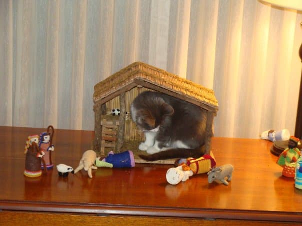 Cats in Nativity Scenes | Funny Cat Christmas Pictures