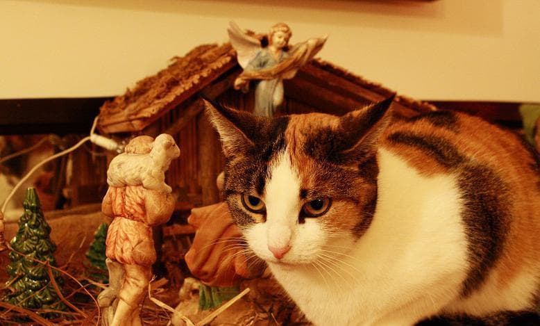 Cats in Nativity Scenes | Funny Cat Christmas Pictures