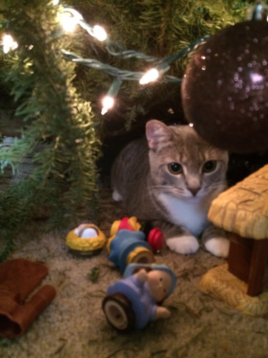 Cats in Nativity Scenes | Funny Cat Christmas Pictures