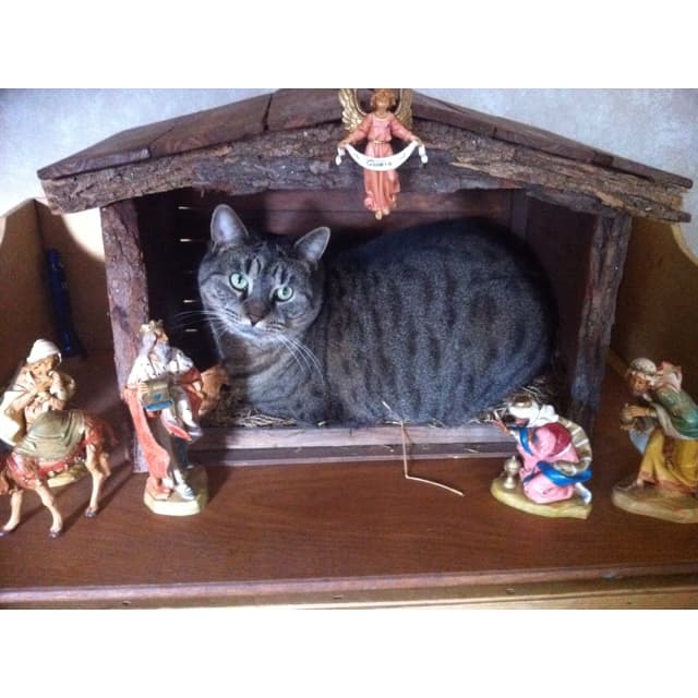 Cats in Nativity Scenes | Funny Cat Christmas Pictures