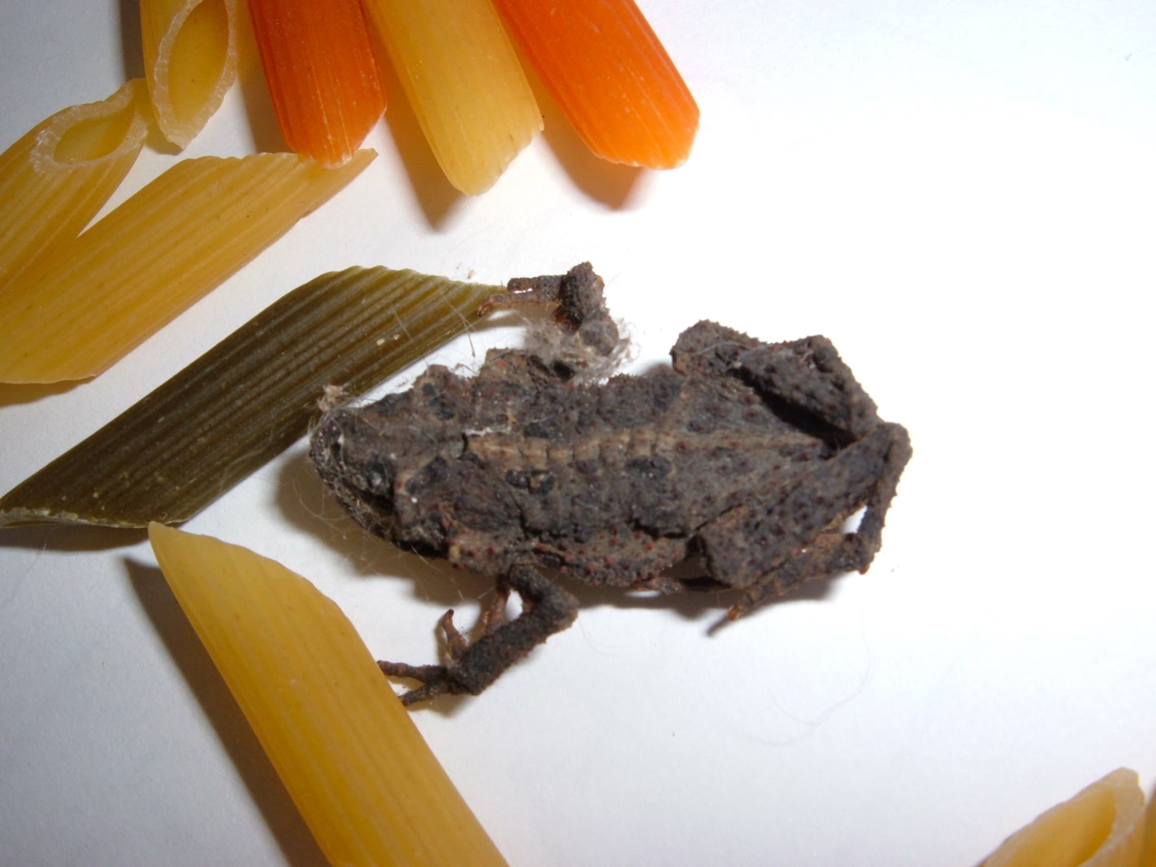 26 Gross Things Found in Packaged Food