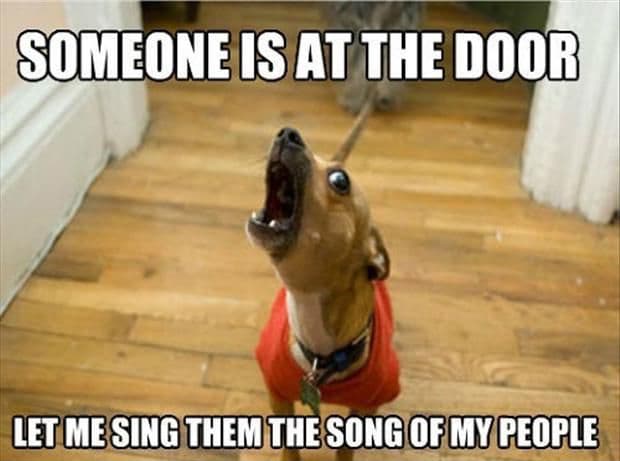 Funny Photos of Dogs: The Joys of Dog Ownership