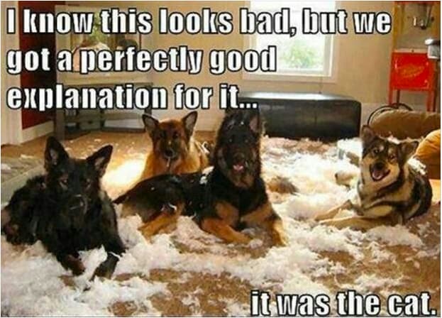 Funny Photos of Dogs: The Joys of Dog Ownership