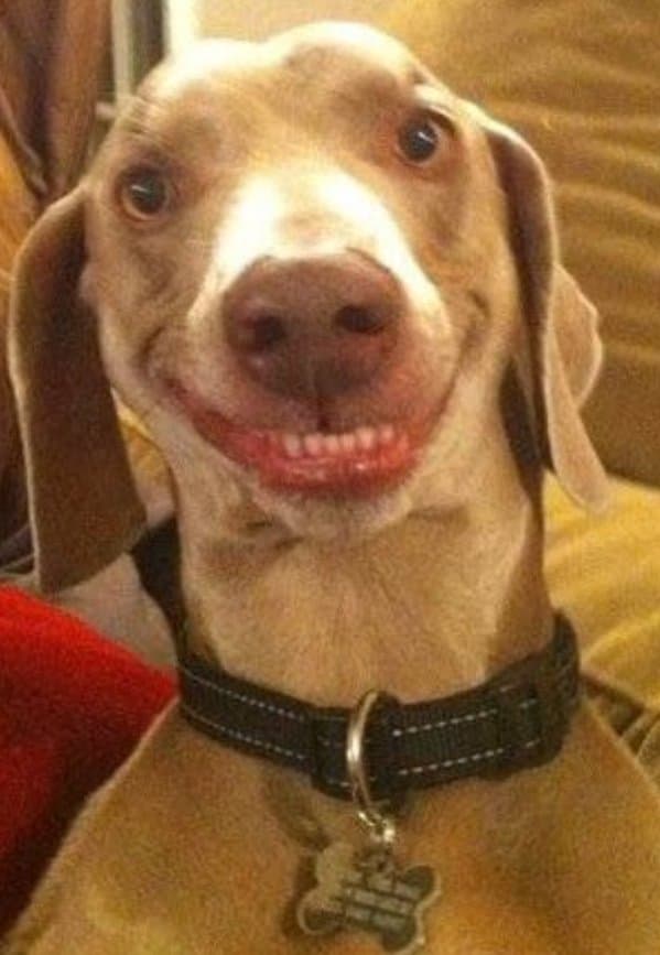 Creepy Dog Smiles | Photos of Weird Dogs Making Weird Faces