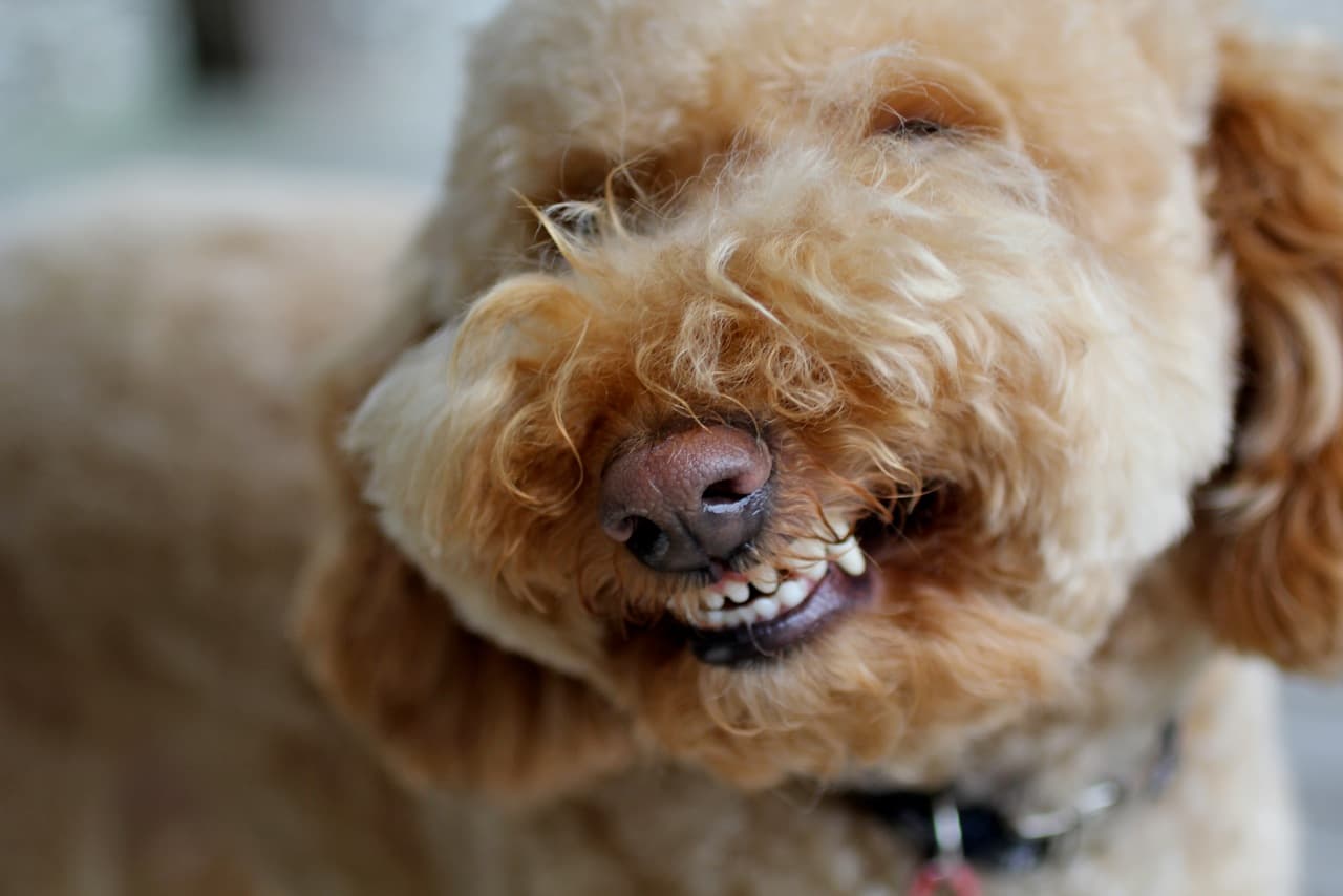 Creepy Dog Smiles | Photos of Weird Dogs Making Weird Faces