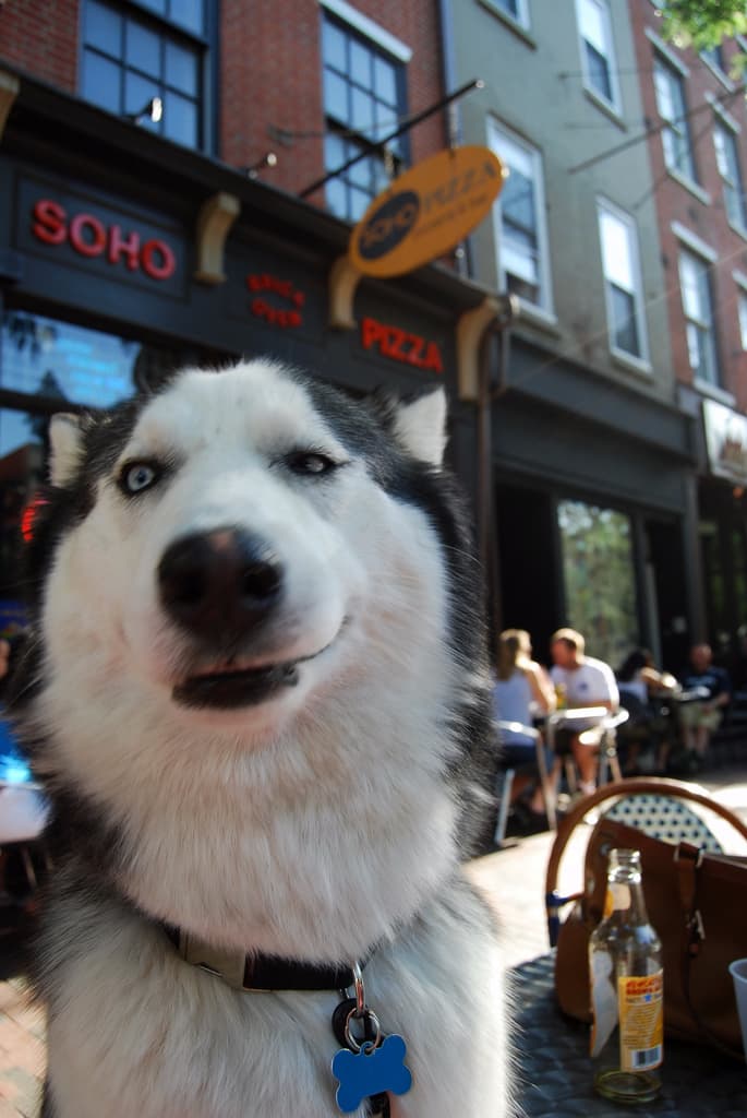 Creepy Dog Smiles | Photos of Weird Dogs Making Weird Faces
