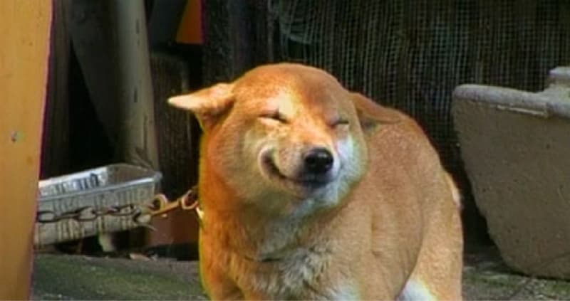 Creepy Dog Smiles | Photos of Weird Dogs Making Weird Faces