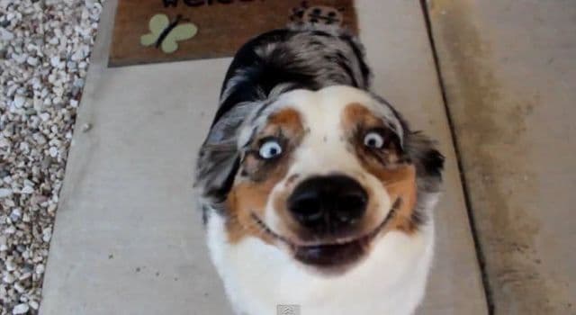 Creepy Dog Smiles | Photos of Weird Dogs Making Weird Faces