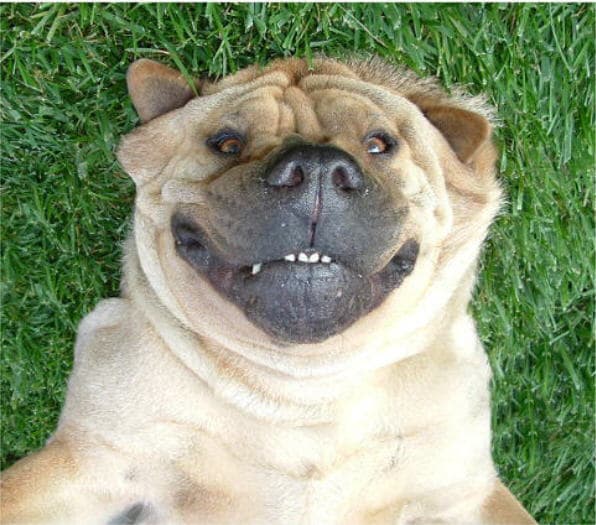 Creepy Dog Smiles | Photos of Weird Dogs Making Weird Faces