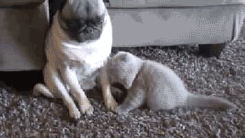 GIFs of Kittens Cuddling | Cute Cozy Cat GIFs