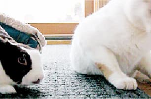 GIFs of Kittens Cuddling | Cute Cozy Cat GIFs