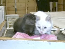 GIFs of Kittens Cuddling | Cute Cozy Cat GIFs