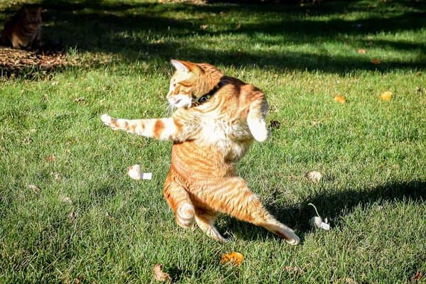 Flexible Cats | Funny Pictures of Cats in Weird Poses
