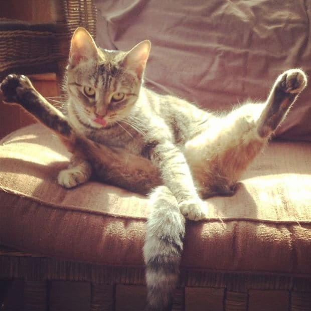 Flexible Cats | Funny Pictures of Cats in Weird Poses