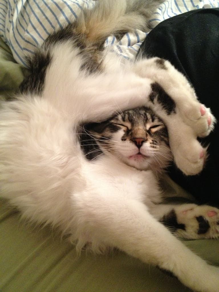 Flexible Cats | Funny Pictures of Cats in Weird Poses