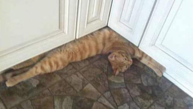 Flexible Cats | Funny Pictures of Cats in Weird Poses