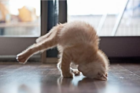 Flexible Cats | Funny Pictures of Cats in Weird Poses