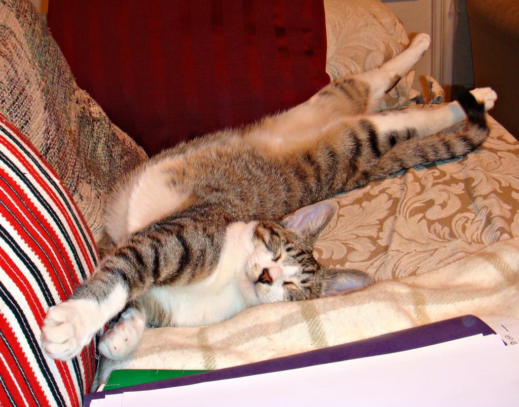 Flexible Cats | Funny Pictures of Cats in Weird Poses