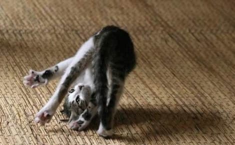 Flexible Cats | Funny Pictures of Cats in Weird Poses