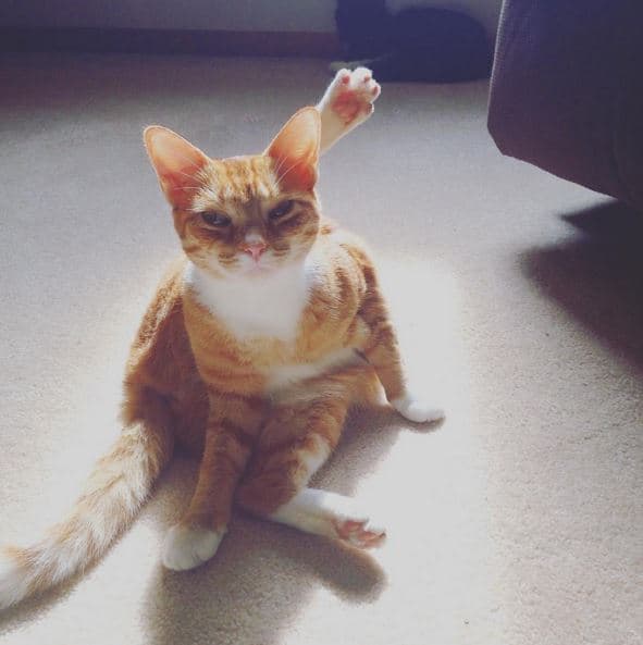 Flexible Cats | Funny Pictures of Cats in Weird Poses