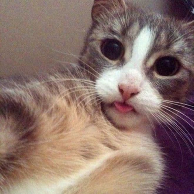 30+ Funny Cat Selfies You'll Wish Your Cat Took