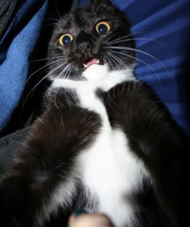 30+ Funny Cat Selfies You'll Wish Your Cat Took