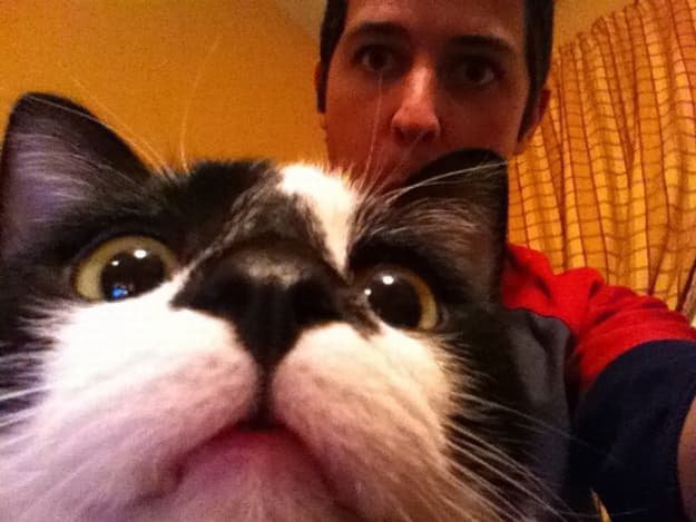 30+ Funny Cat Selfies You'll Wish Your Cat Took