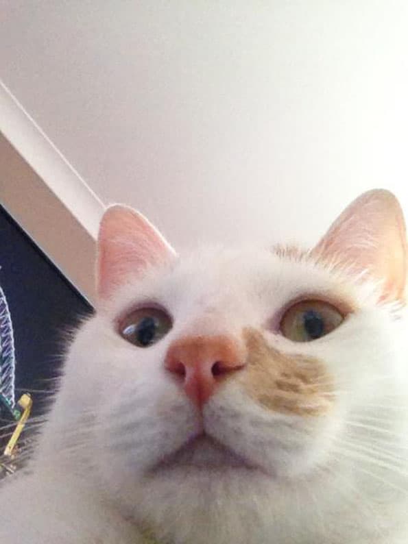 30+ Funny Cat Selfies You'll Wish Your Cat Took