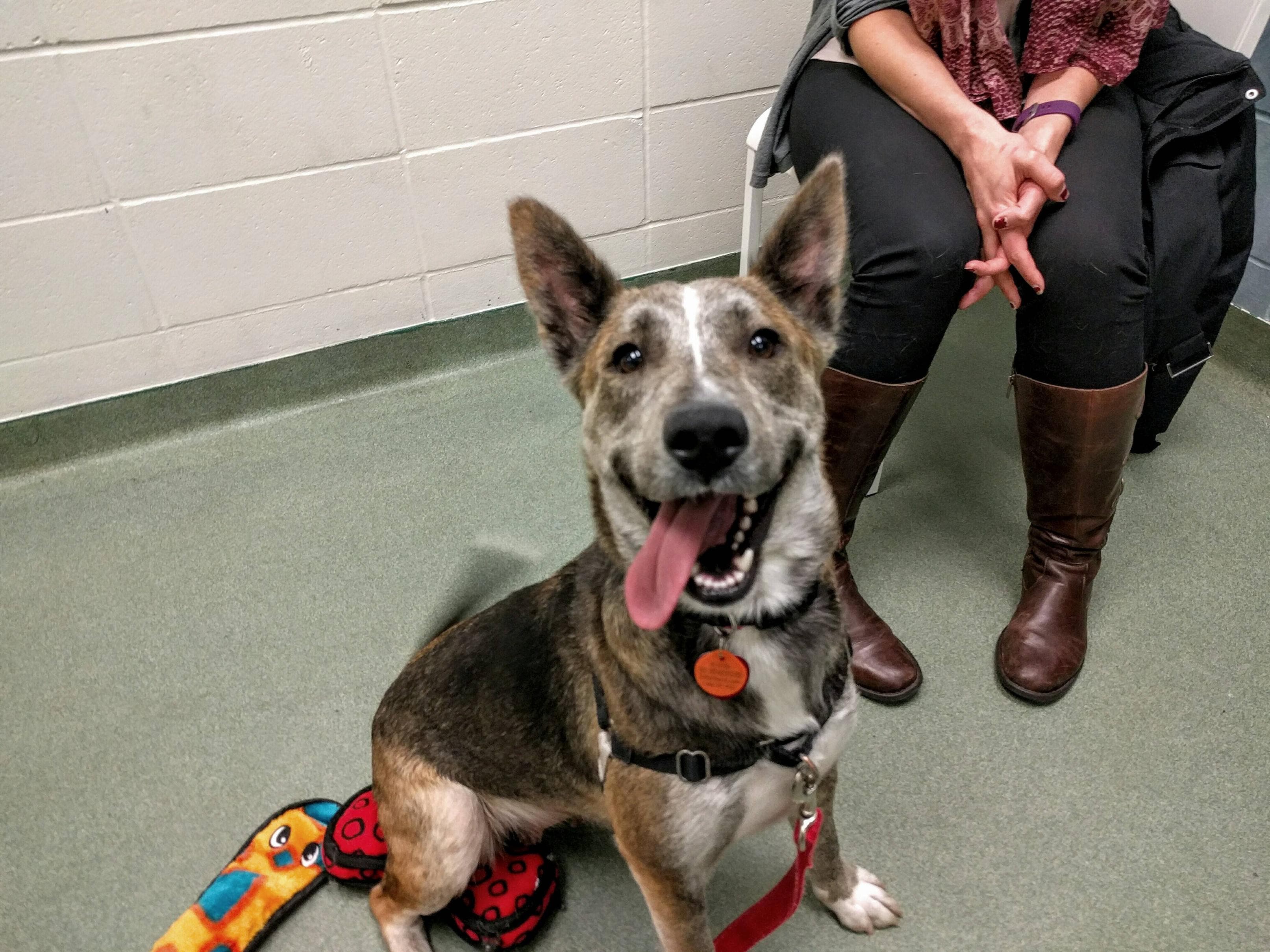 28 Cute Derpy Dogs That'll Make You Smile