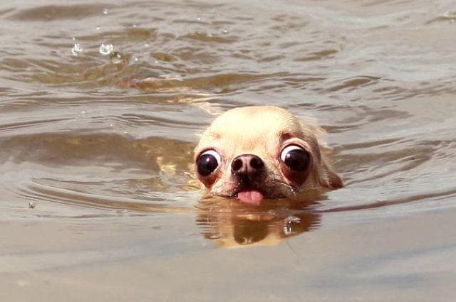 28 Cute Derpy Dogs That'll Make You Smile