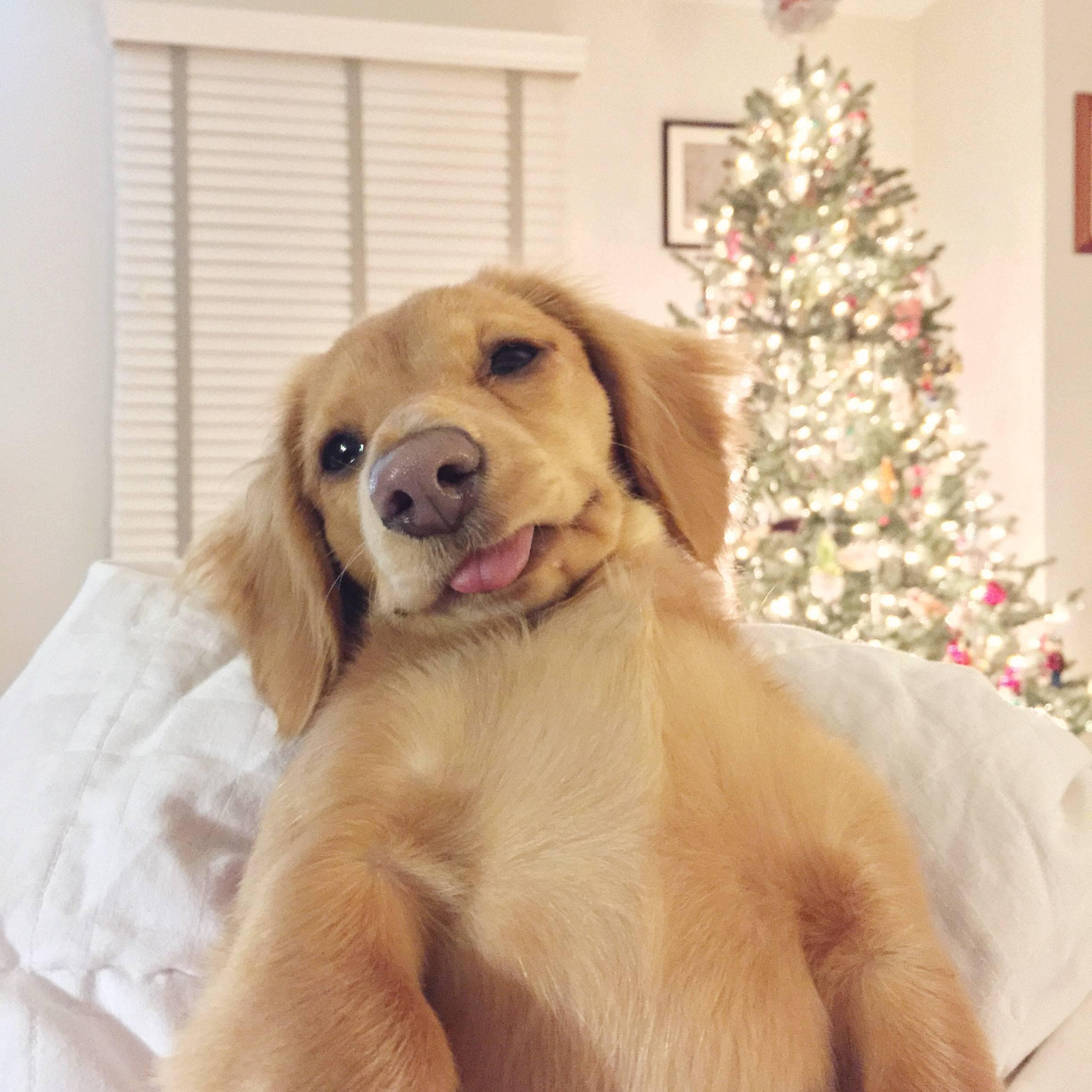 28 Cute Derpy Dogs That'll Make You Smile