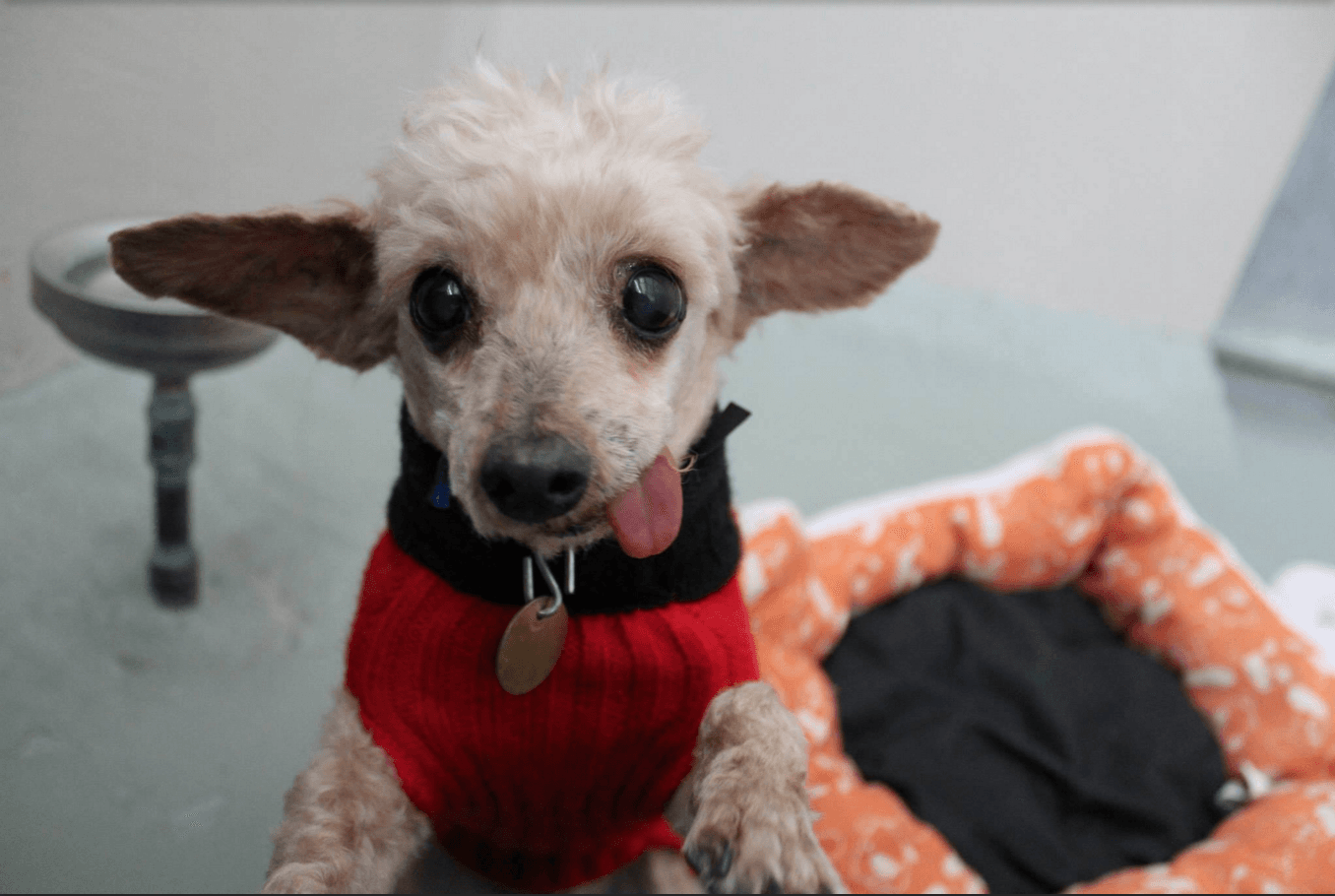 28 Cute Derpy Dogs That'll Make You Smile