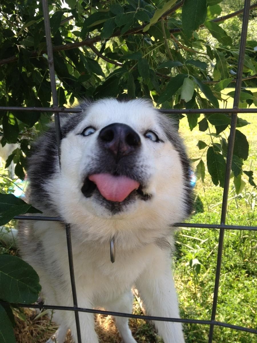 28 Cute Derpy Dogs That'll Make You Smile