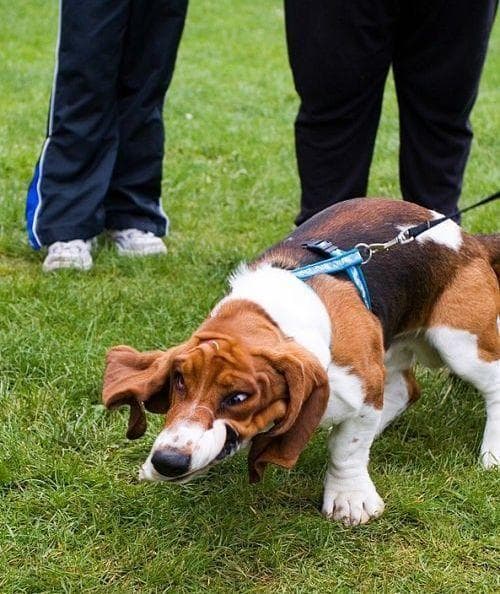 28 Cute Derpy Dogs That'll Make You Smile