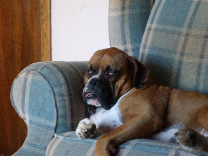 28 Cute Derpy Dogs That'll Make You Smile