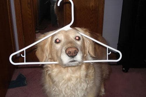 34 Dumb Dogs Who Just Don't Get It
