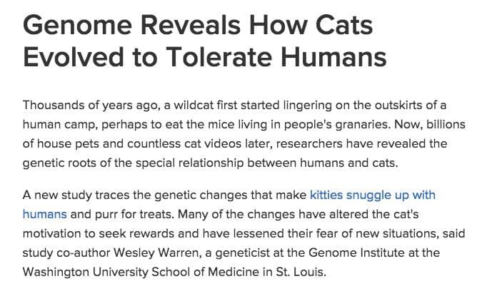 18 Cat News Headlines You Need to Read Right Meow