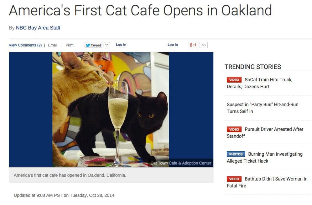 18 Cat News Headlines You Need to Read Right Meow