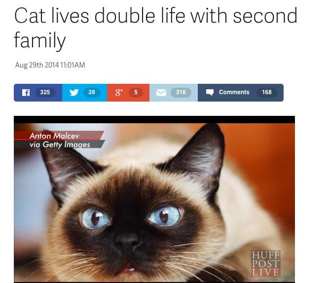 18 Cat News Headlines You Need to Read Right Meow